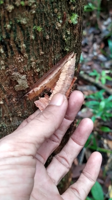 Gemor: Peat Plants with a Multitude of Benefits | Pantau Gambut