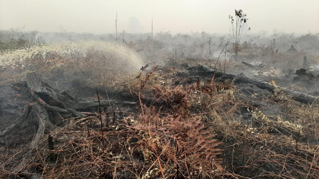 Jambi Faces the Threat of COVID-19 and Smoke Disaster | Pantau Gambut